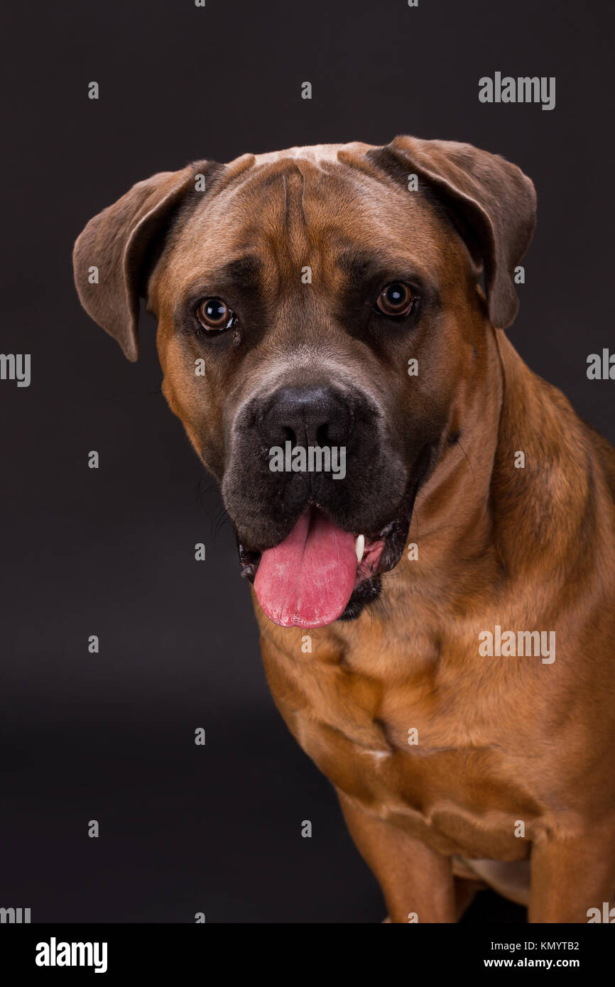 Close up studio portrait of brown cane corso Stock Photo - Alamy