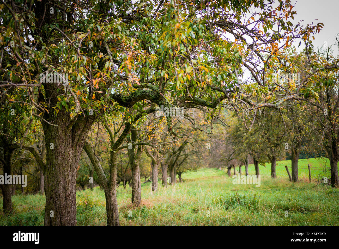 Apple tree plantation at Autumn Stock Photo - Alamy