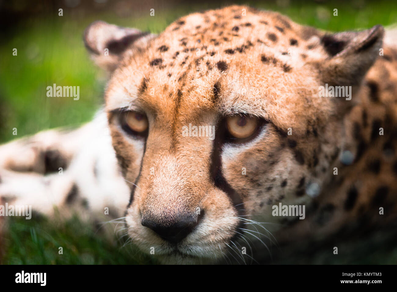 Peaceful Leopard relaxing at grass Stock Photo - Alamy