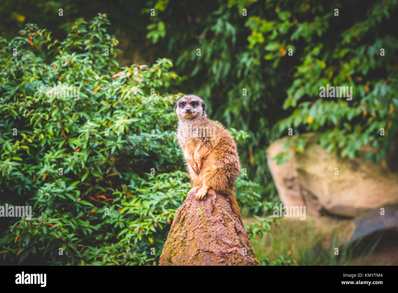 Full attention hi-res stock photography and images - Alamy