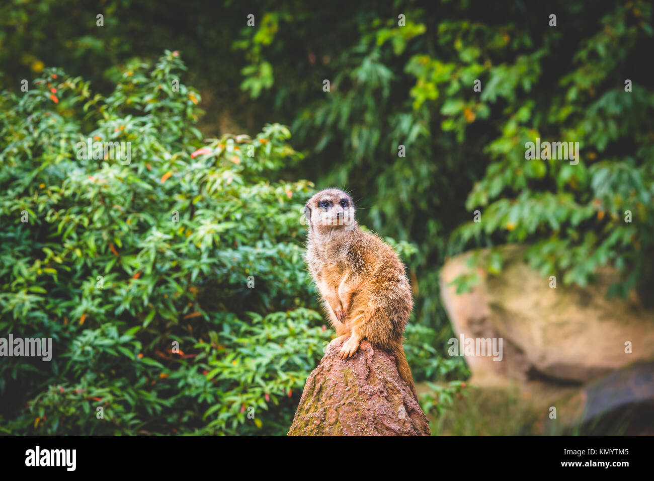 Full attention hi-res stock photography and images - Alamy