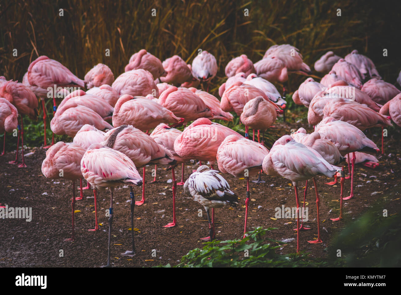 Peaceful relaxed Flamingos Stock Photo - Alamy