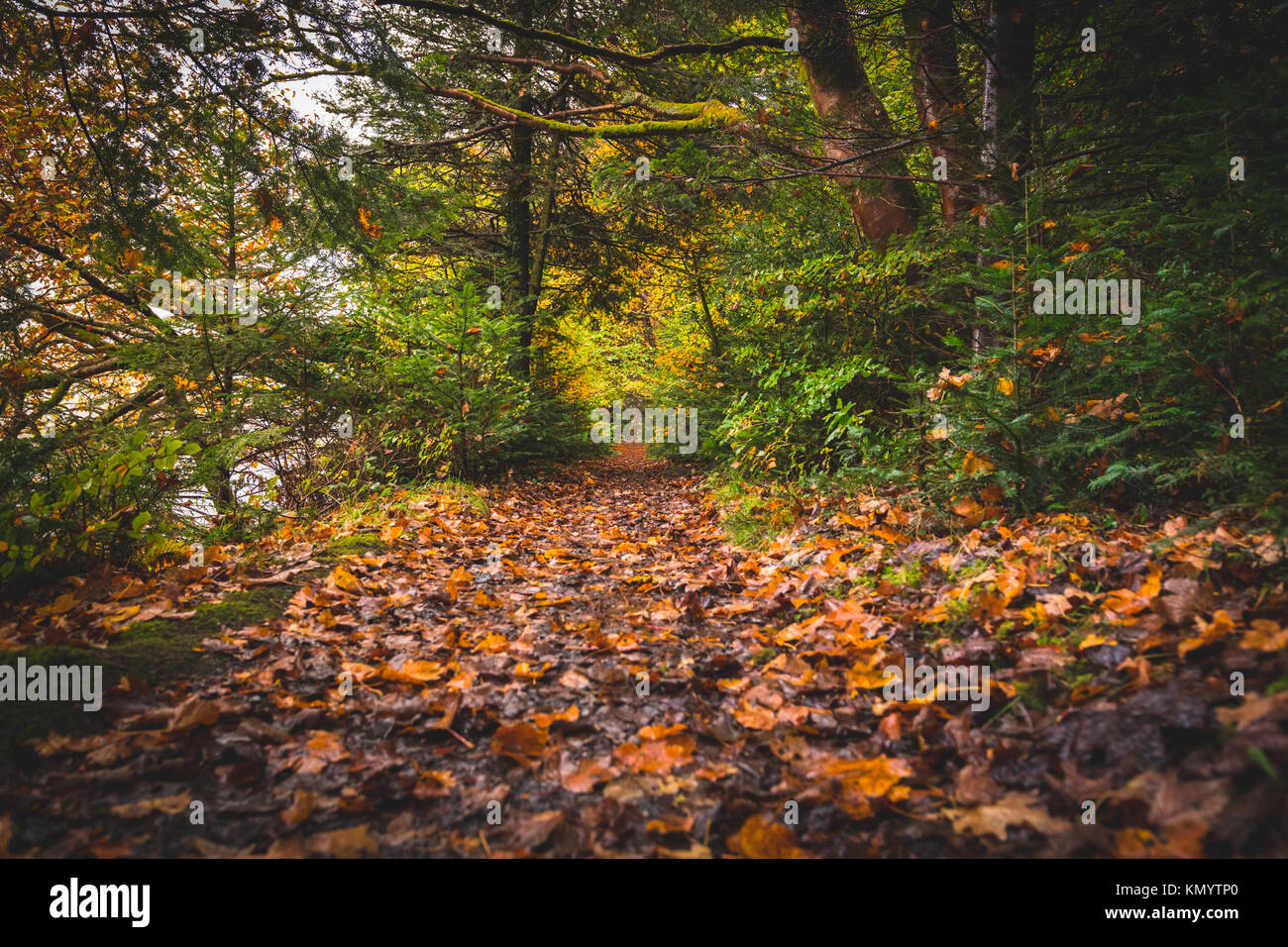 Path through a forest at Autumn Stock Photo - Alamy