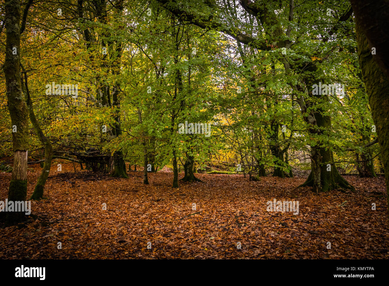 Rain at Autumn in a forest Stock Photo - Alamy