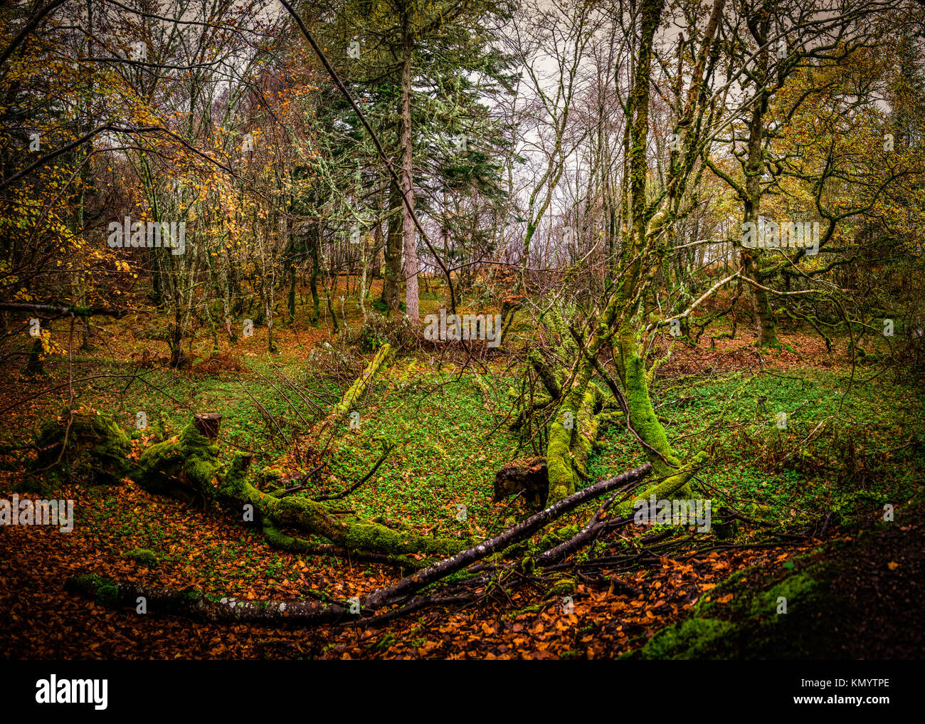 Rain at Autumn in a forest Stock Photo - Alamy
