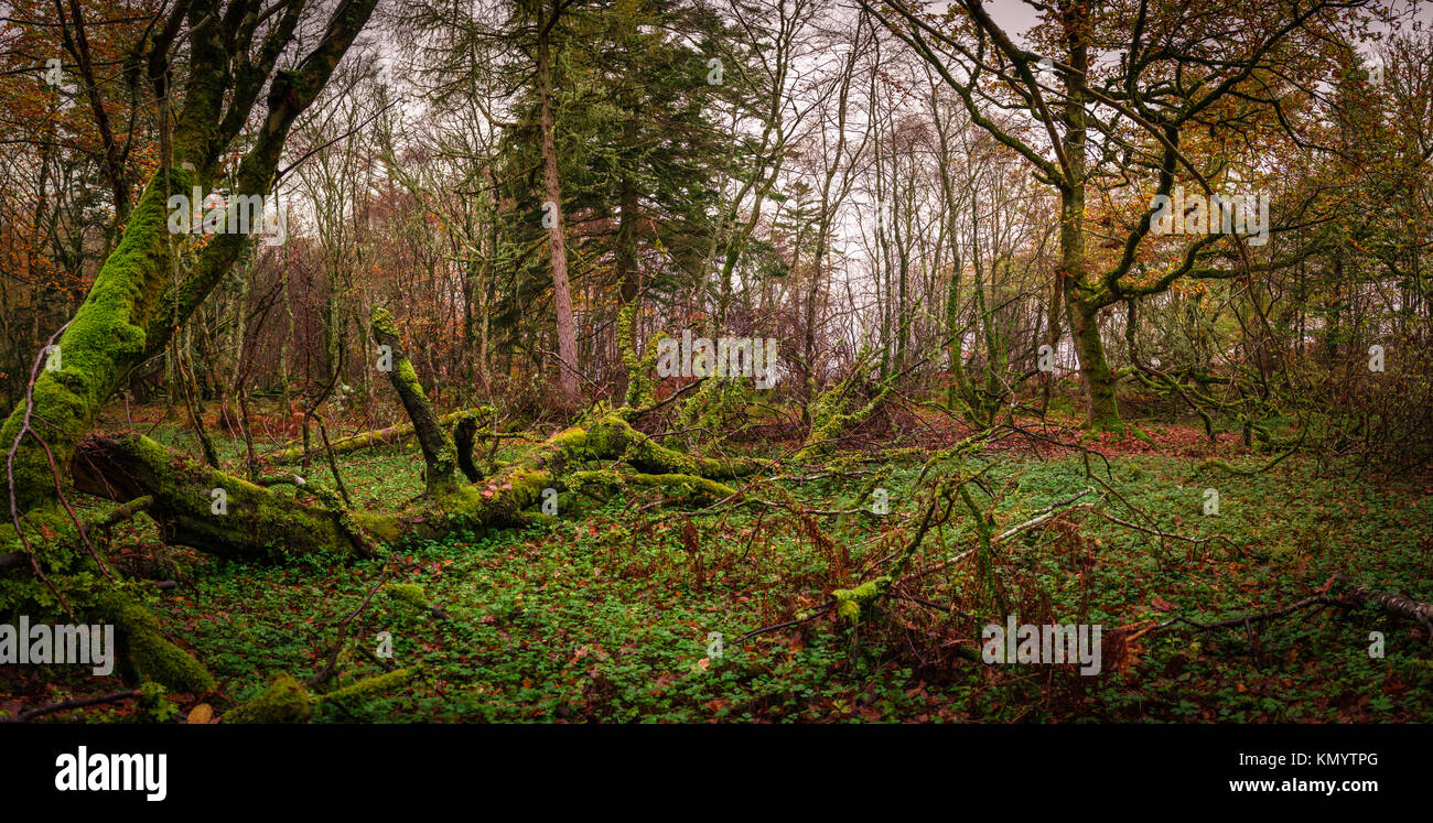 Rain at Autumn in a forest Stock Photo - Alamy