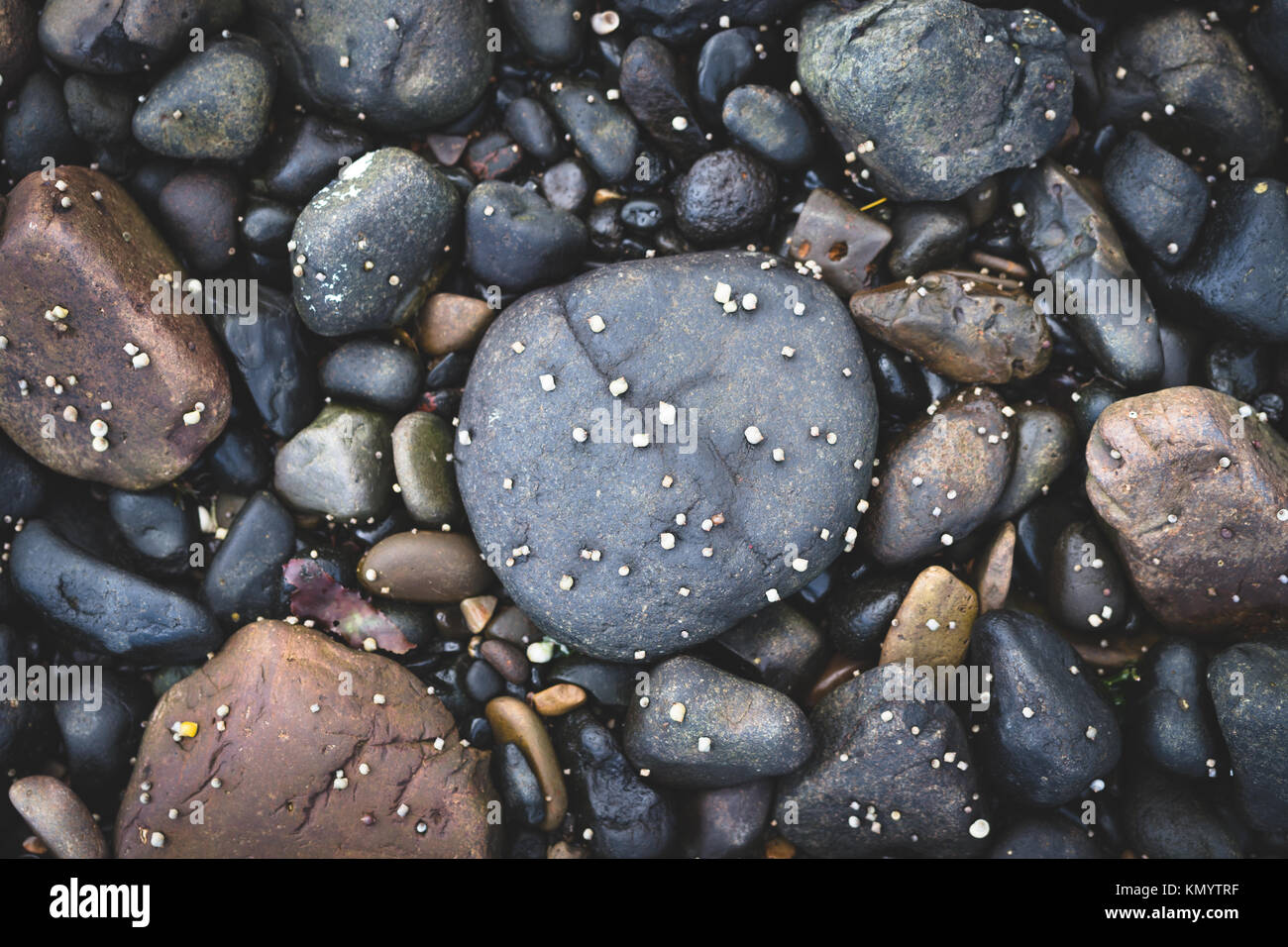 Stones at coast with shells Stock Photo - Alamy