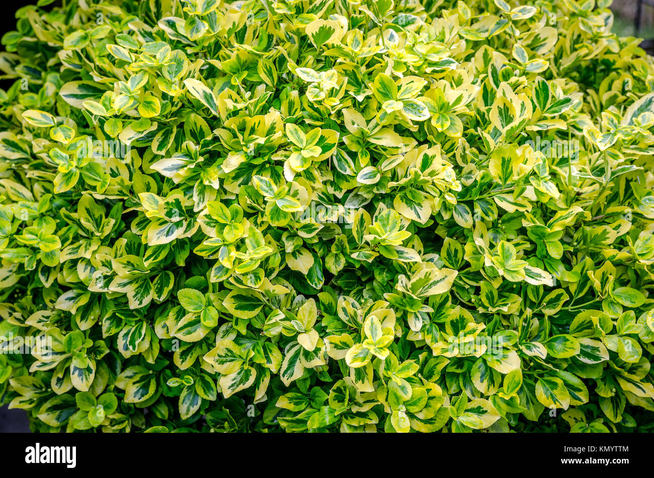 Ficus tree leafs at summer Stock Photo - Alamy