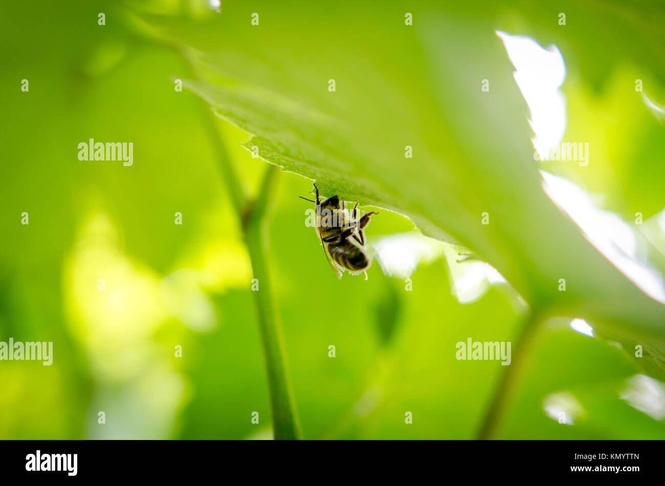 A bee rest for a while at wine leaves in a peaceful atmosphere Stock ...