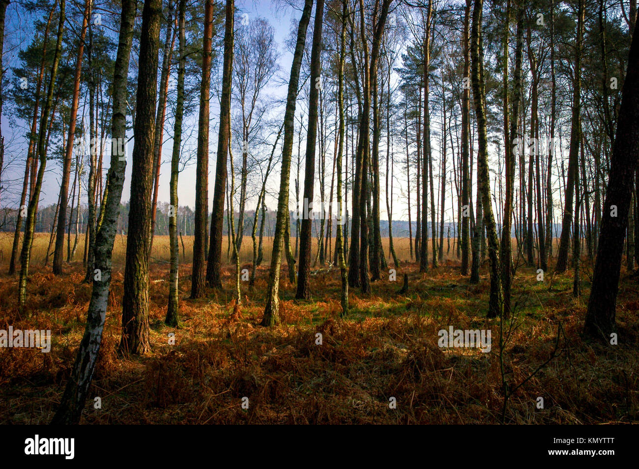 Trees of a forest, Leipzig Germany Stock Photo - Alamy