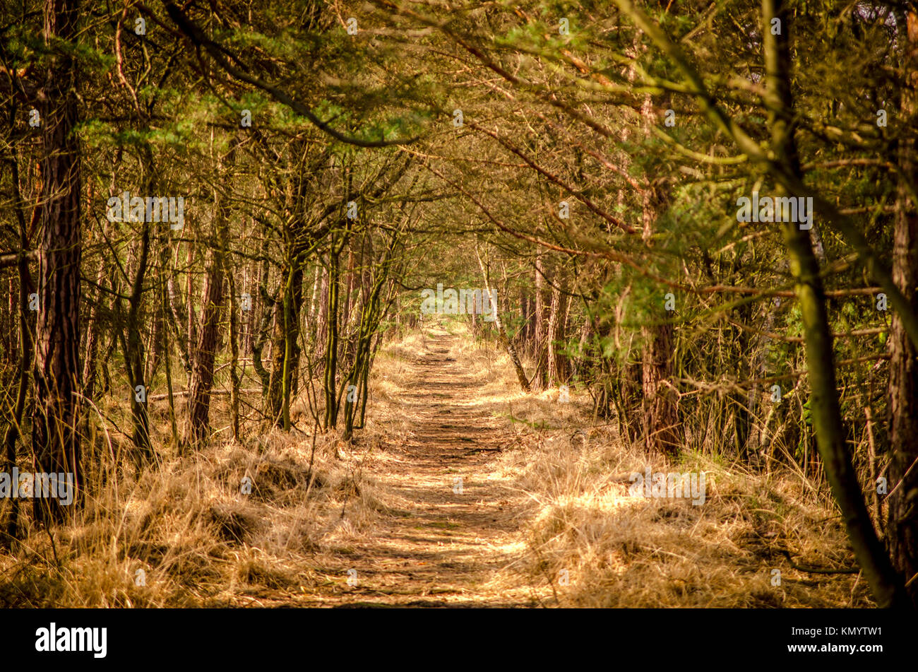 Path through the forest, Leipzig Germany Stock Photo - Alamy