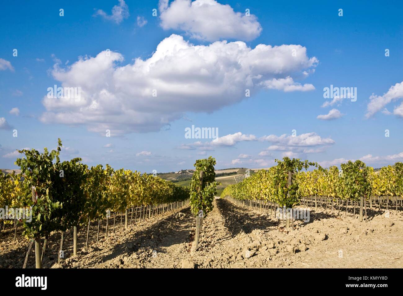 Vineyard sunset italy hi-res stock photography and images - Alamy