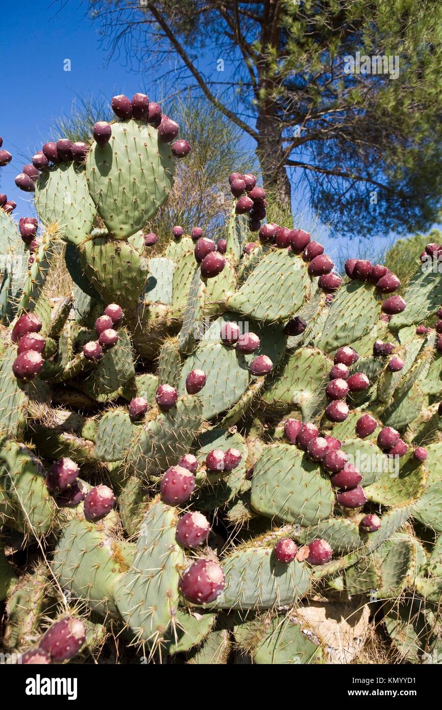 Fig of india hi-res stock photography and images - Alamy