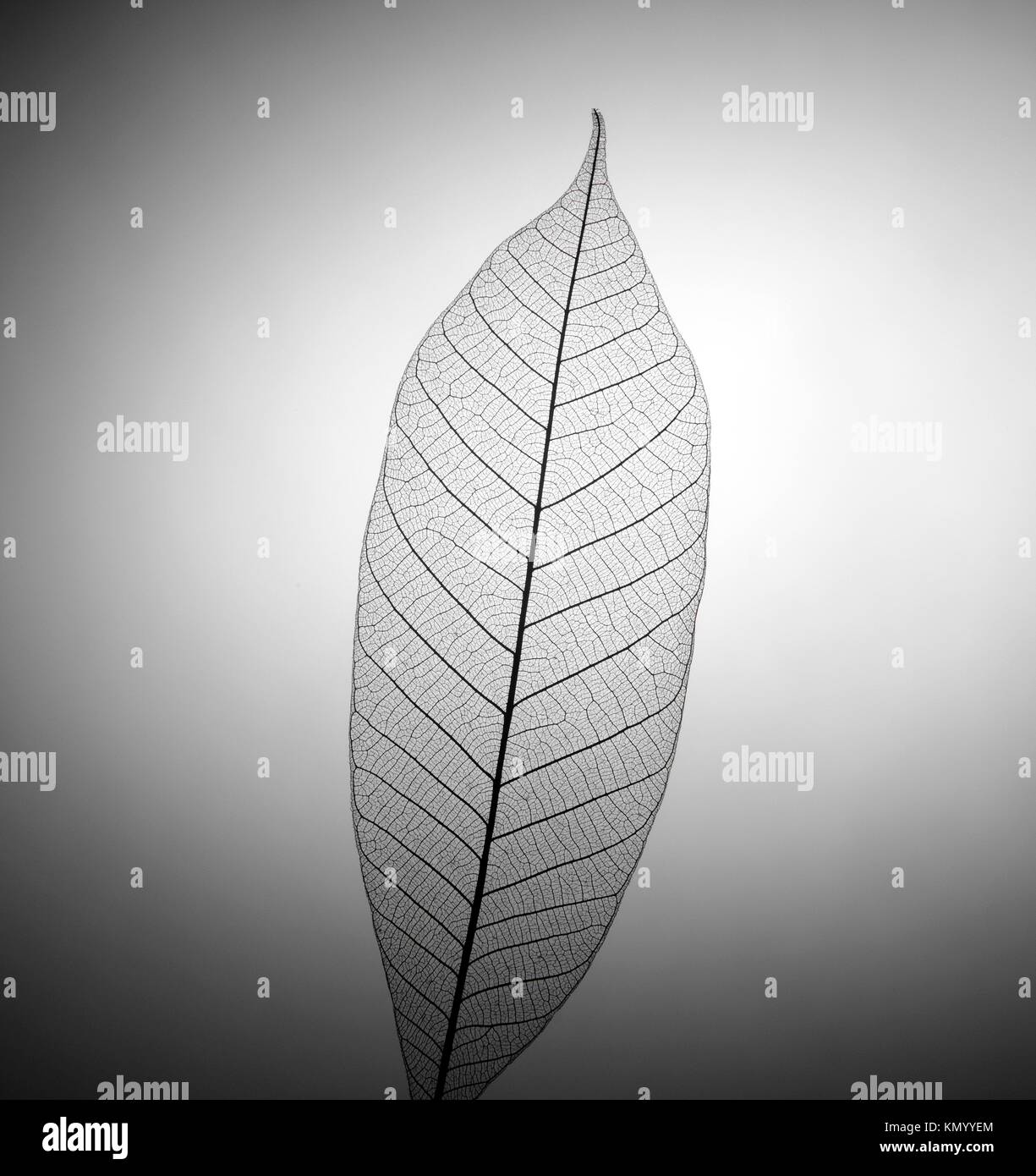 Dry transparent leaf isolated on white background Stock Photo - Alamy