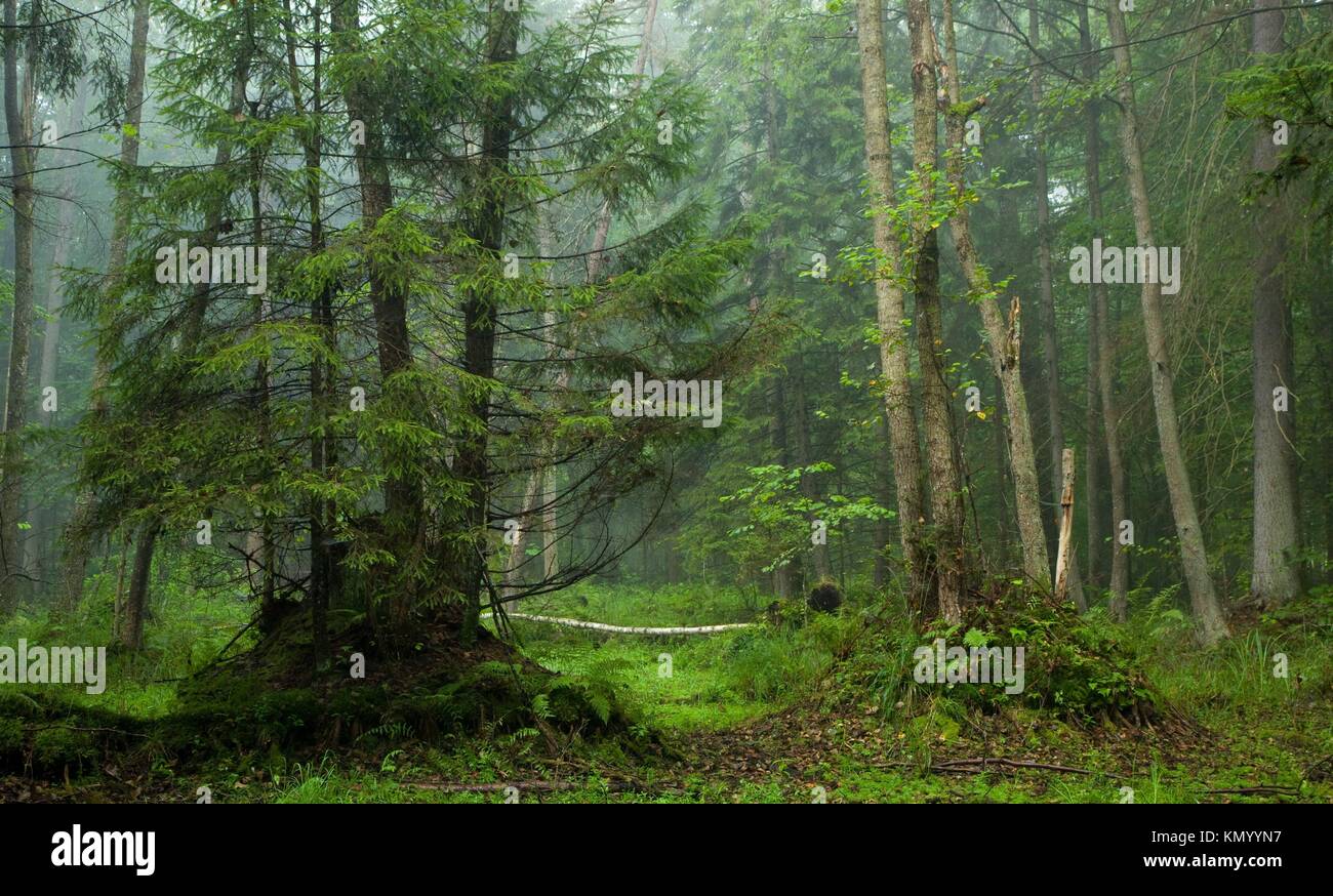 Alder Carr Woodland High Resolution Stock Photography and Images - Alamy