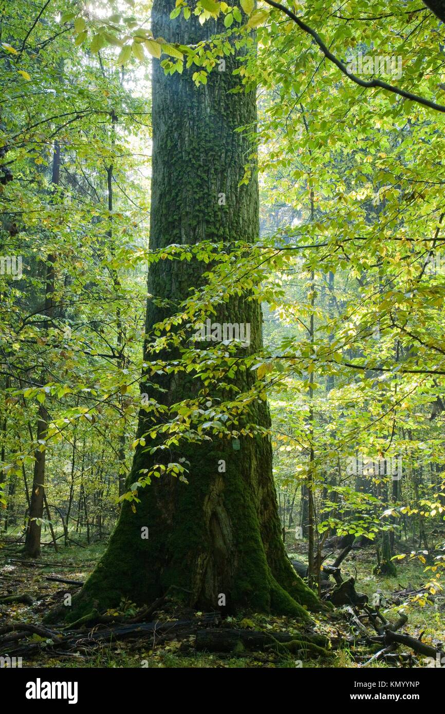 Giant Oak High Resolution Stock Photography and Images - Alamy