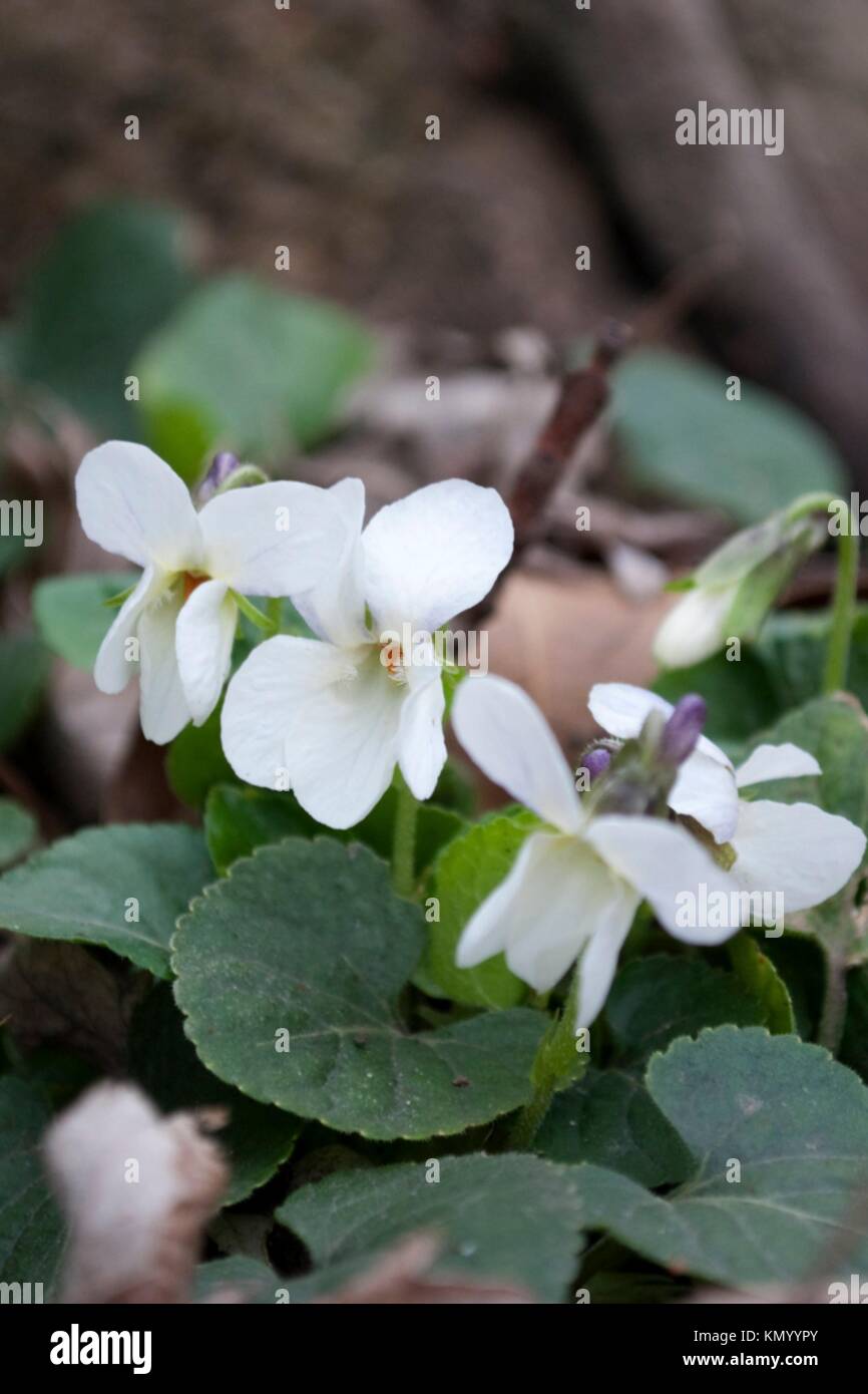 A group of blooming white Violets Stock Photo - Alamy