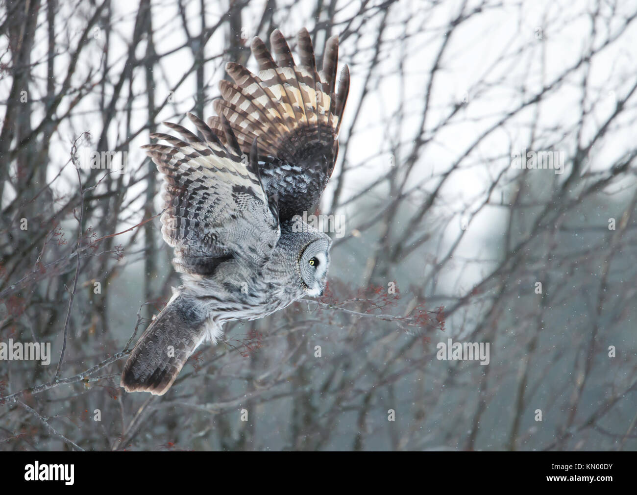 Swooping High Resolution Stock Photography and Images - Alamy