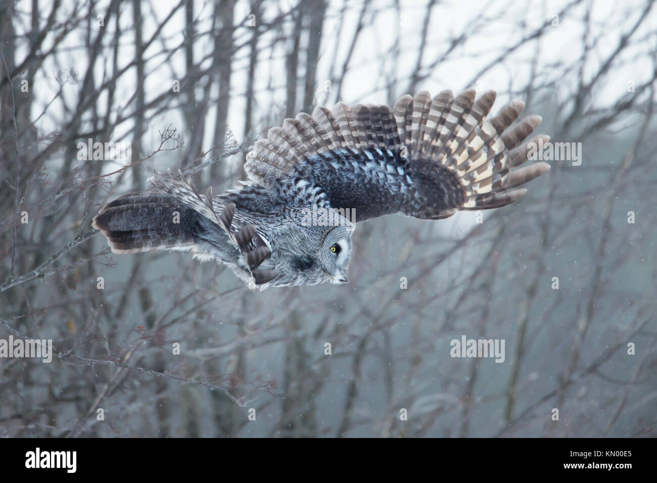 Swooping High Resolution Stock Photography and Images - Alamy