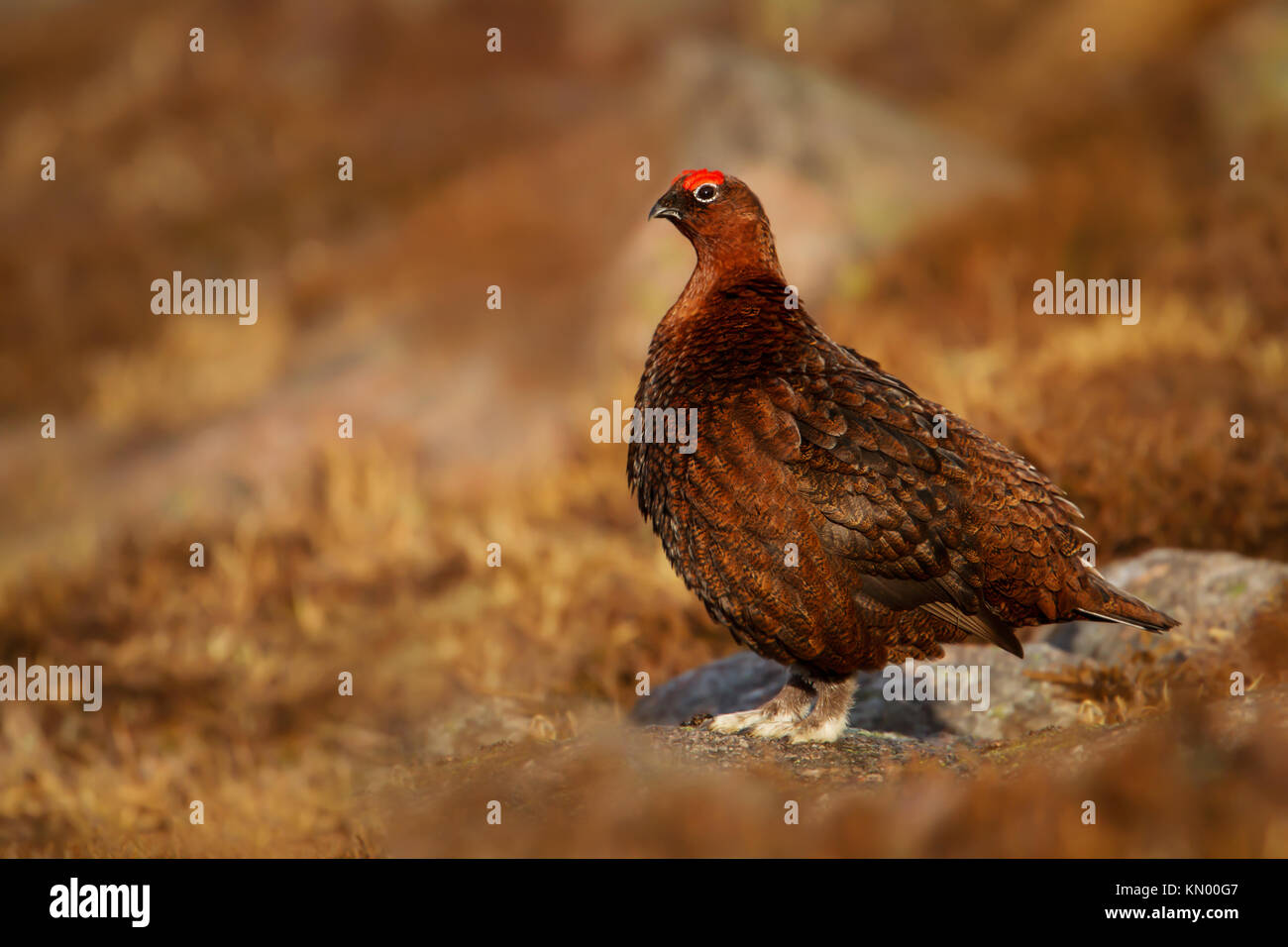 Male Red Grouse Lagopus lagopus scotica in heather moorland, Scotland ...