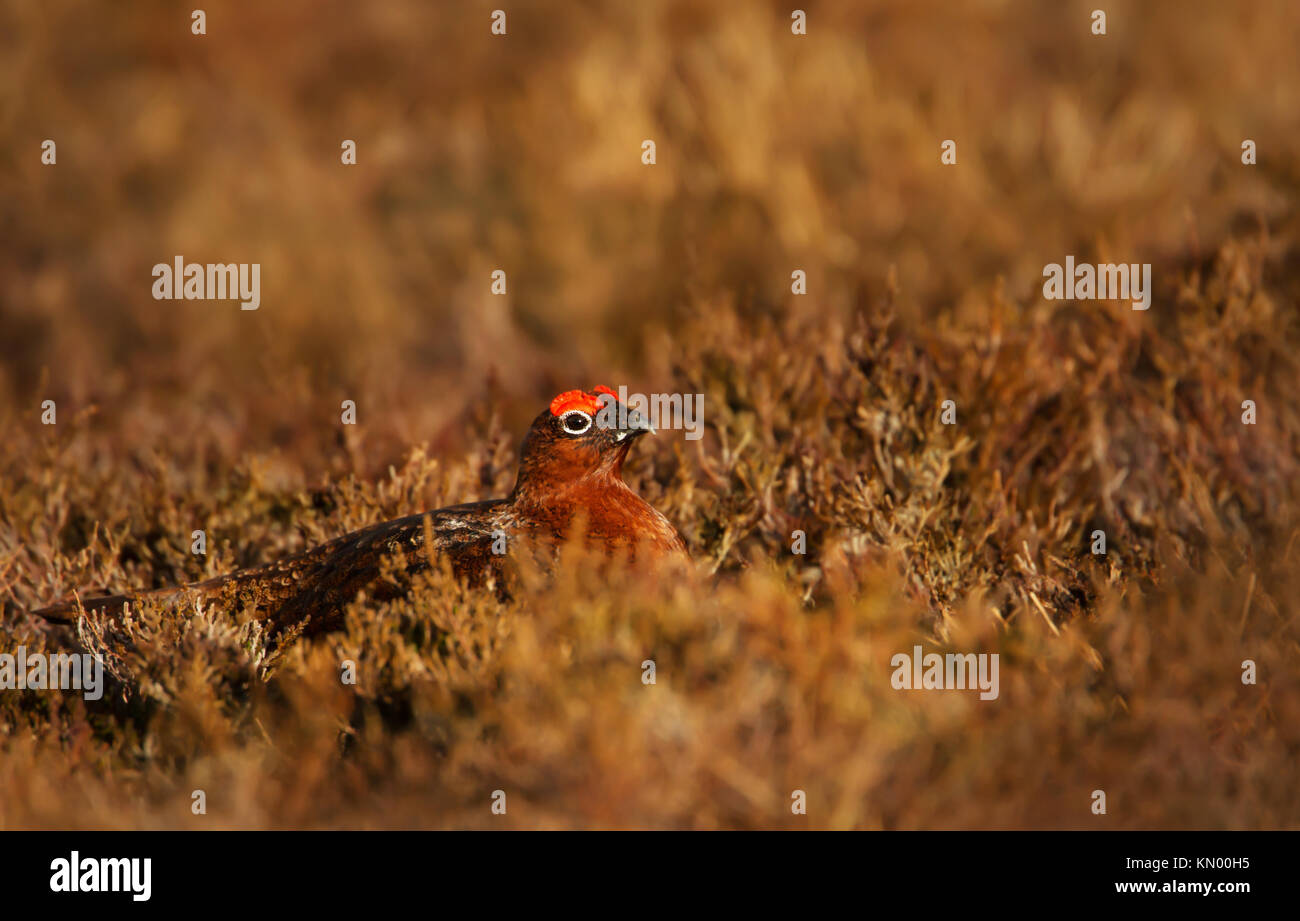 Red Grouse hiding in the field of heather in Scottish mountains Stock ...