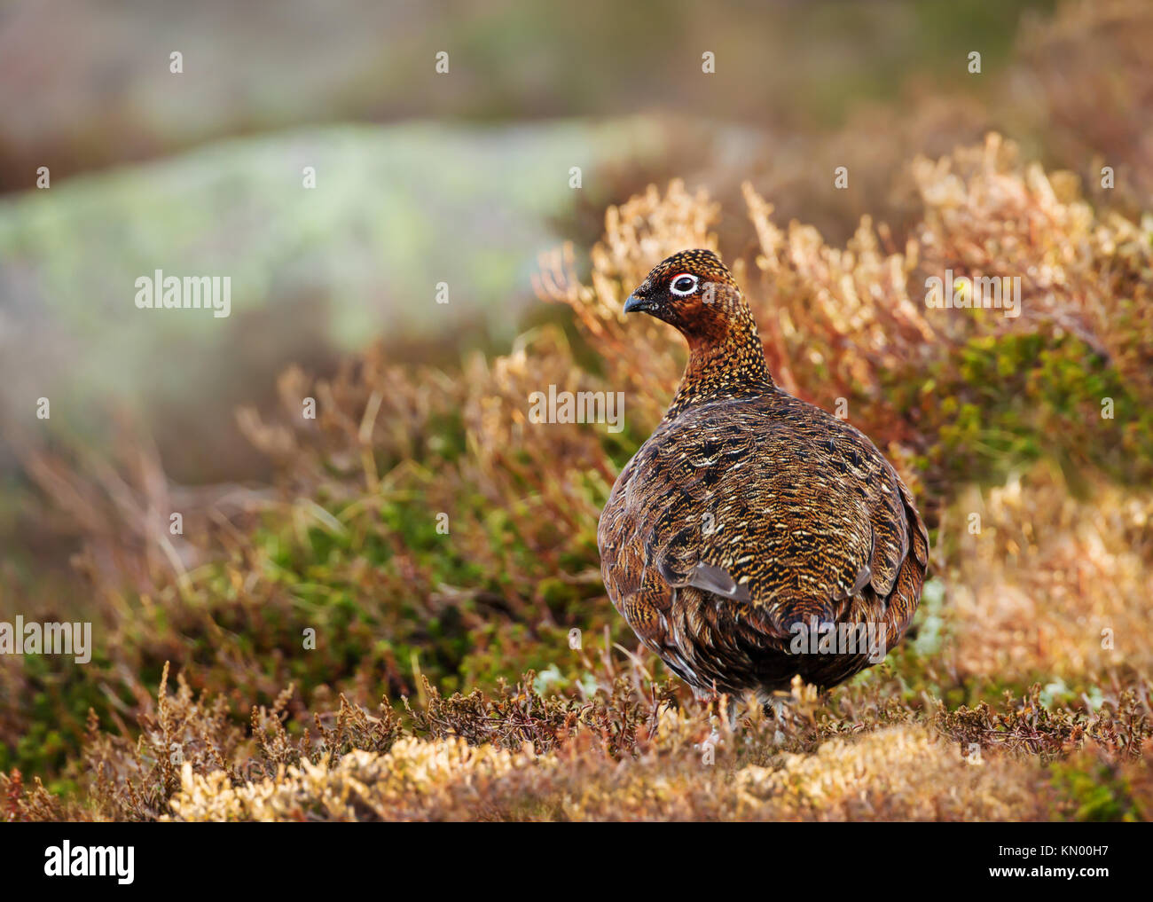 Scotland grouse moor hi-res stock photography and images - Alamy