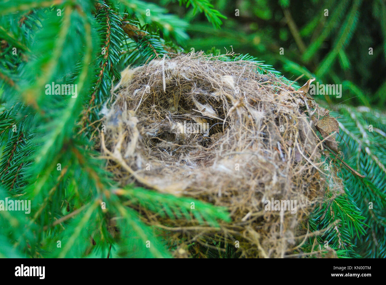 Empty nest hi-res stock photography and images - Alamy