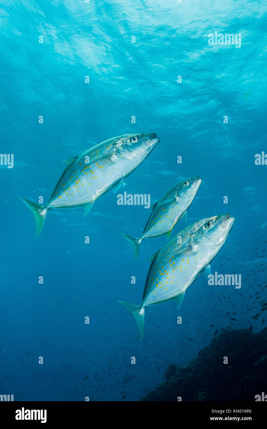 Spotted trevally hi-res stock photography and images - Alamy