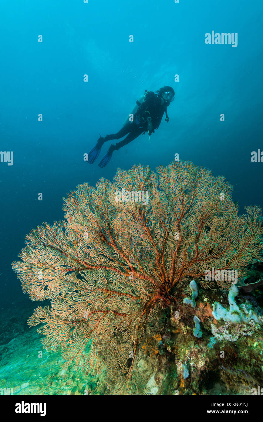 Female diver and sea fan hi-res stock photography and images - Alamy