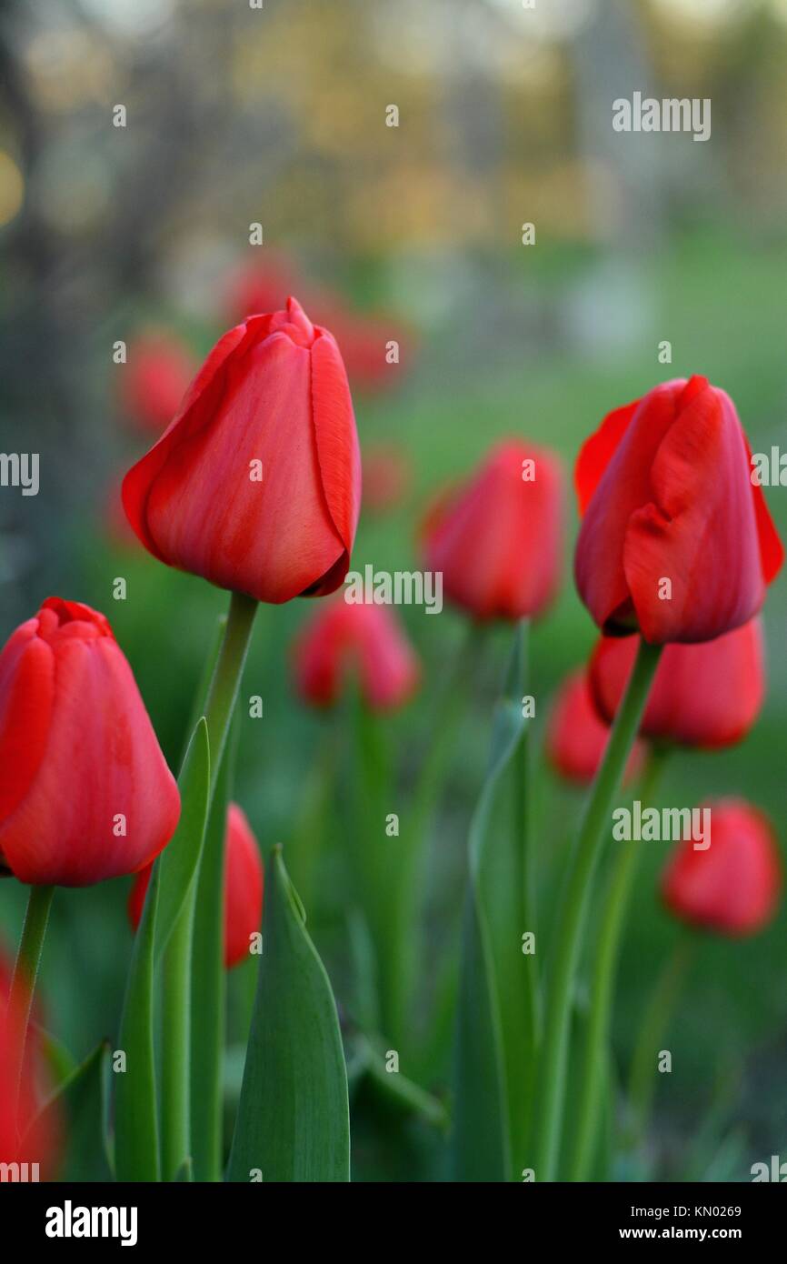 Red tulips (lat.: Tulipa gesneriana), the Didier's tulip or garden ...