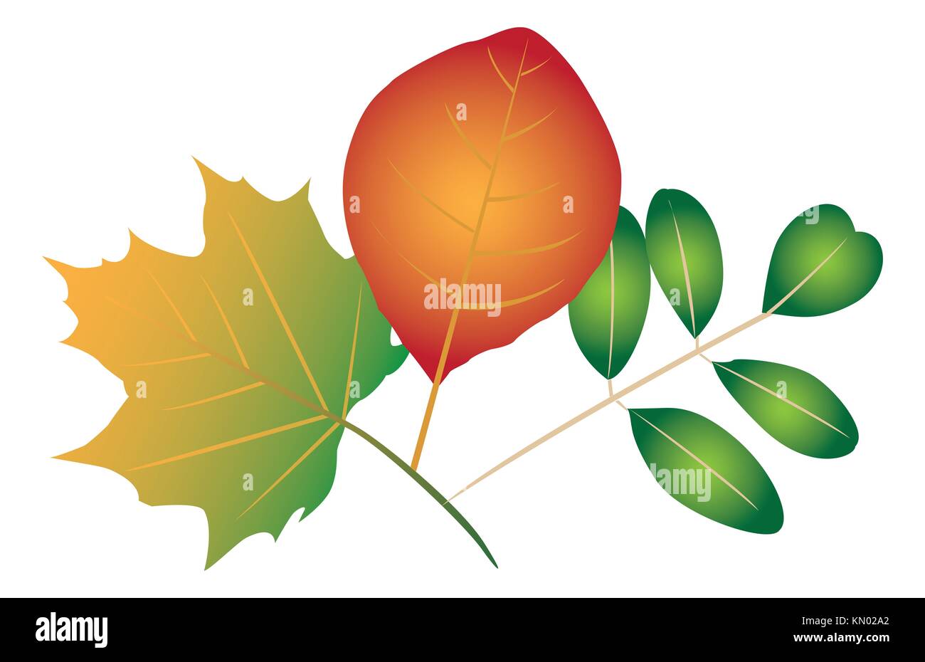 Laminar shape Cut Out Stock Images & Pictures - Alamy