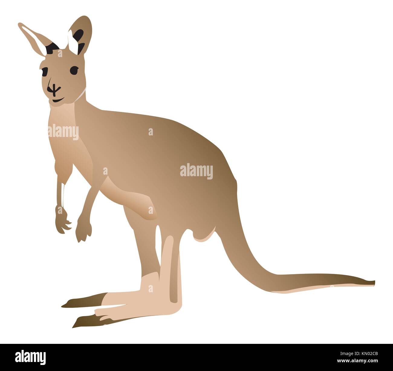 Common kangaroo hi-res stock photography and images - Alamy