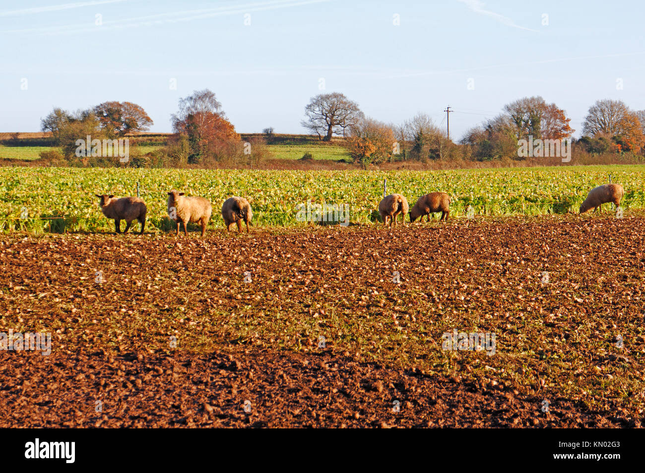 Sheep feeding on sugar beet tops after crop harvesting in the Norfolk ...