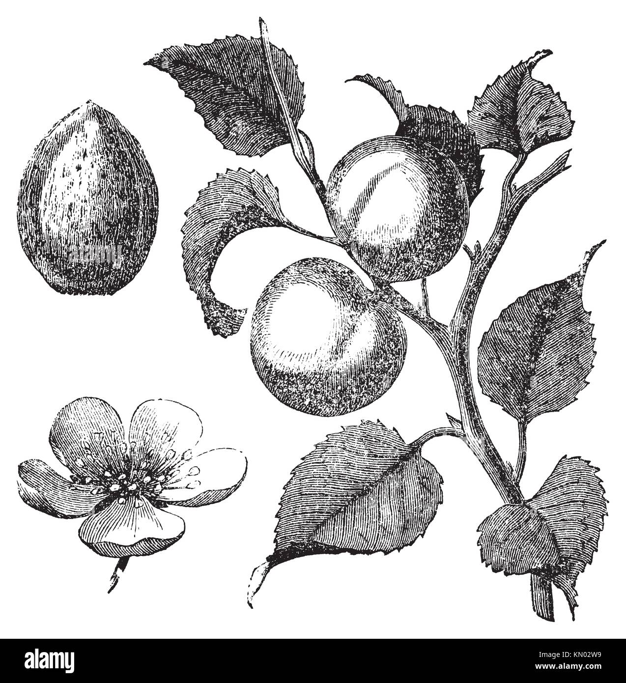 Apricot Tree Drawing