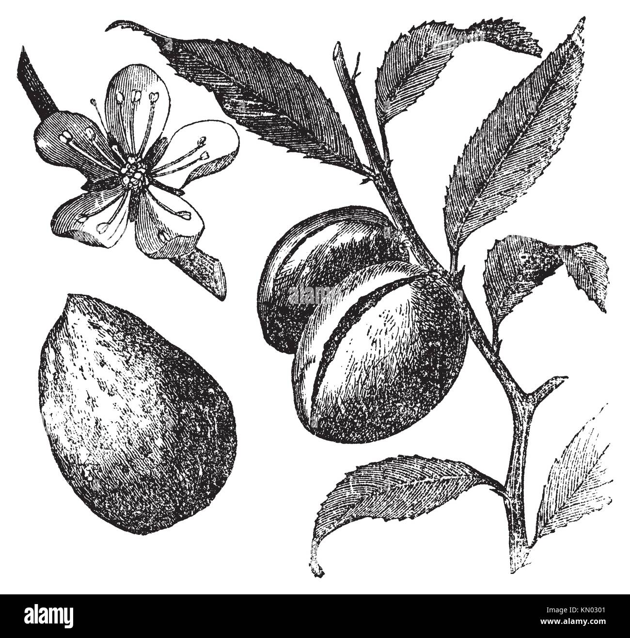 Almond Tree Clip Art