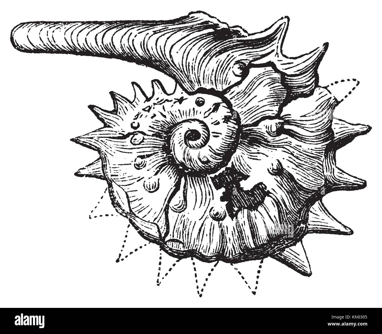 Ammonite Drawing