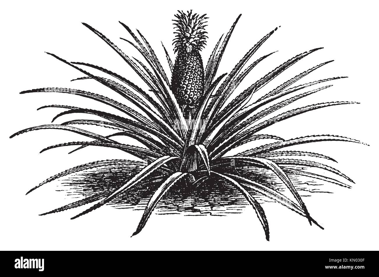 Pineapple Plant Drawing