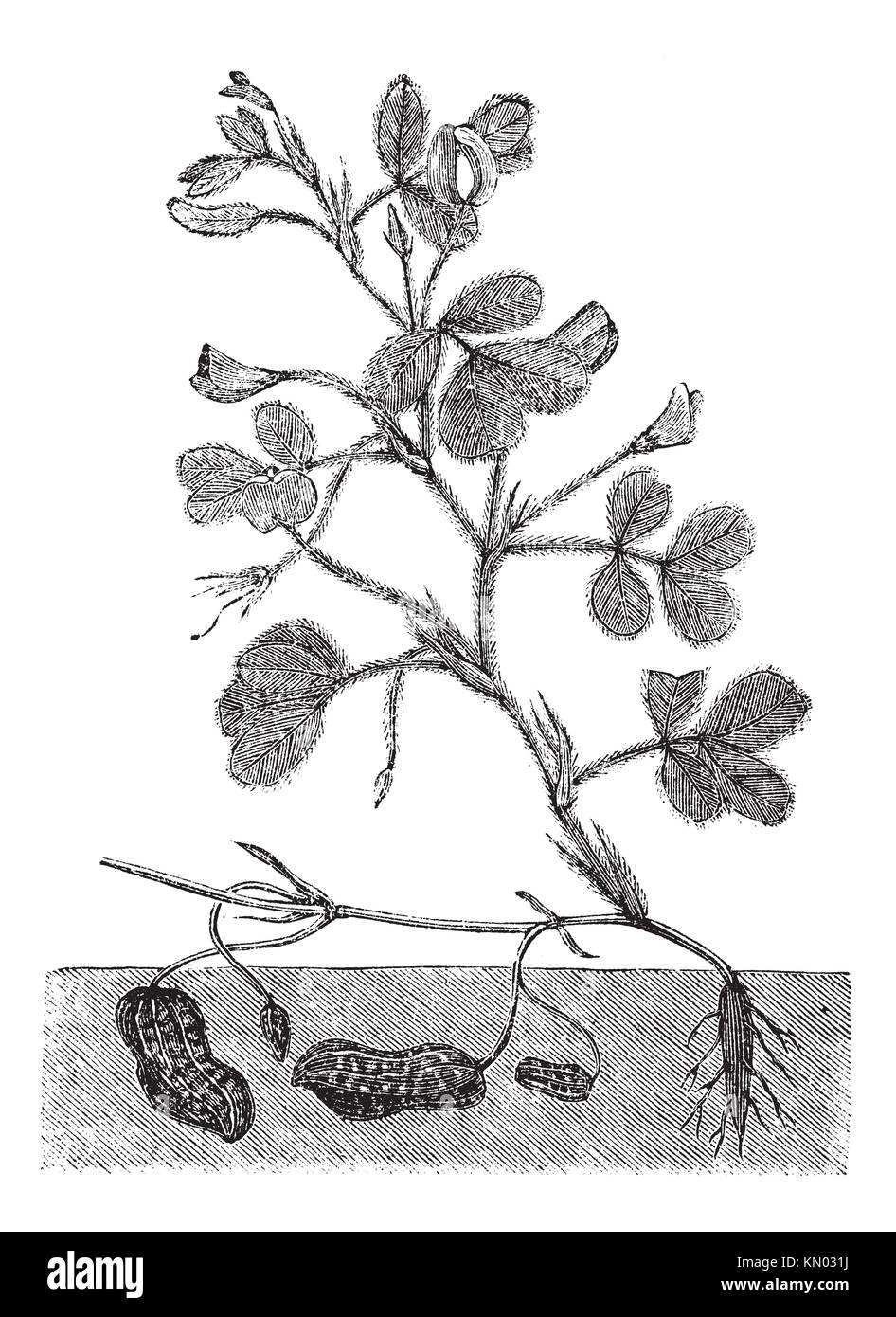 Peanut plant drawing Cut Out Stock Images & Pictures - Alamy