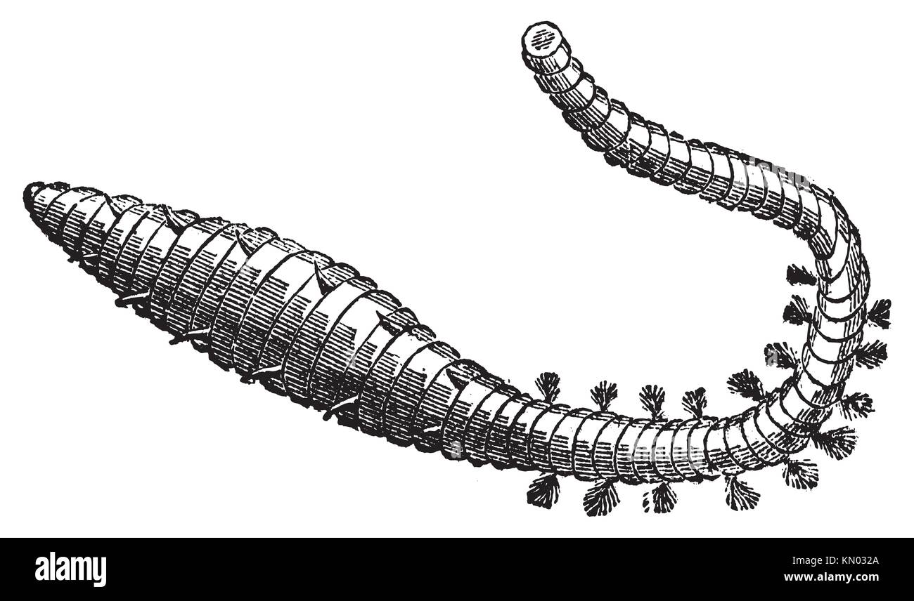Phylum annelida hi-res stock photography and images - Alamy Phylum annelida hi-res stock photography and images - Alamy