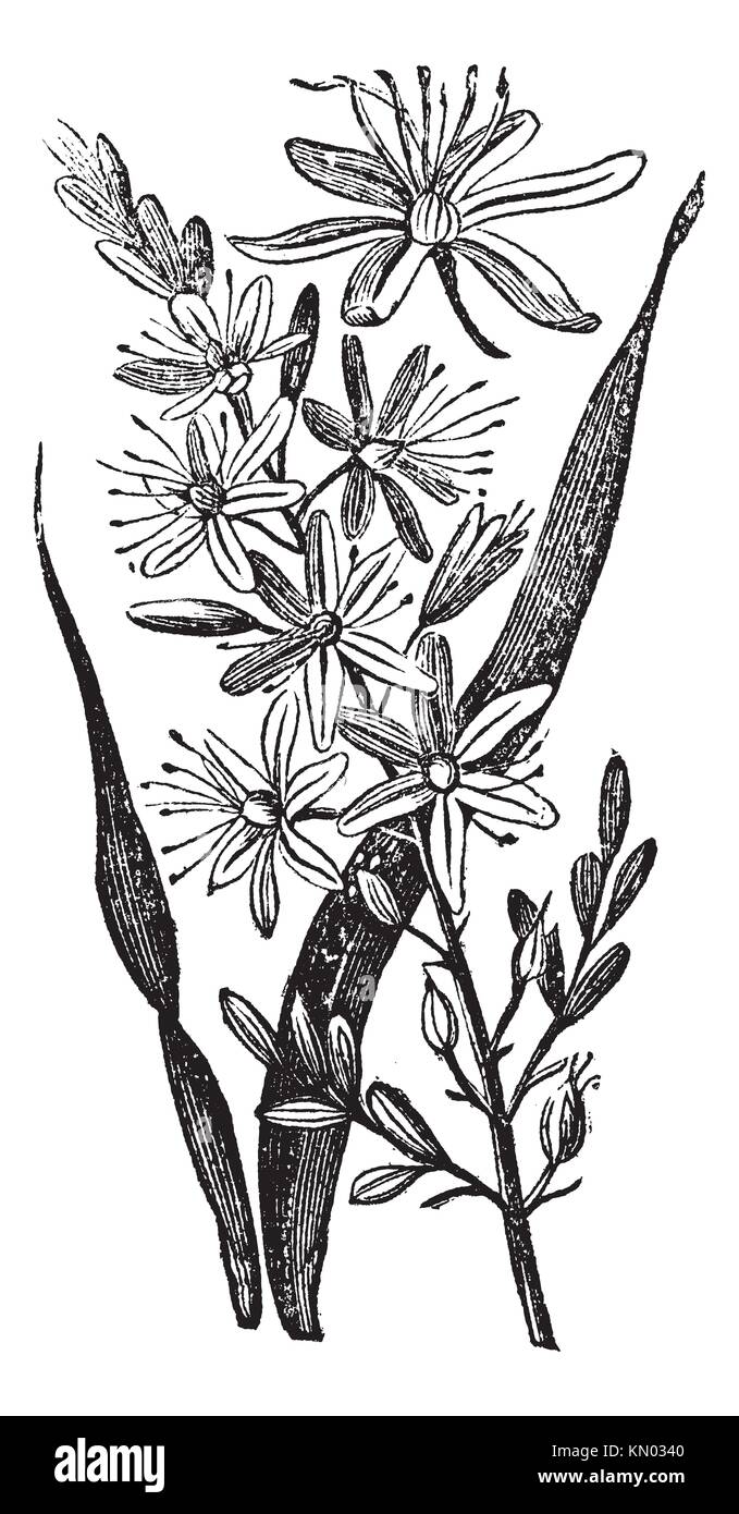 Greek Flowers Drawing High Resolution Stock Photography and Images - Alamy
