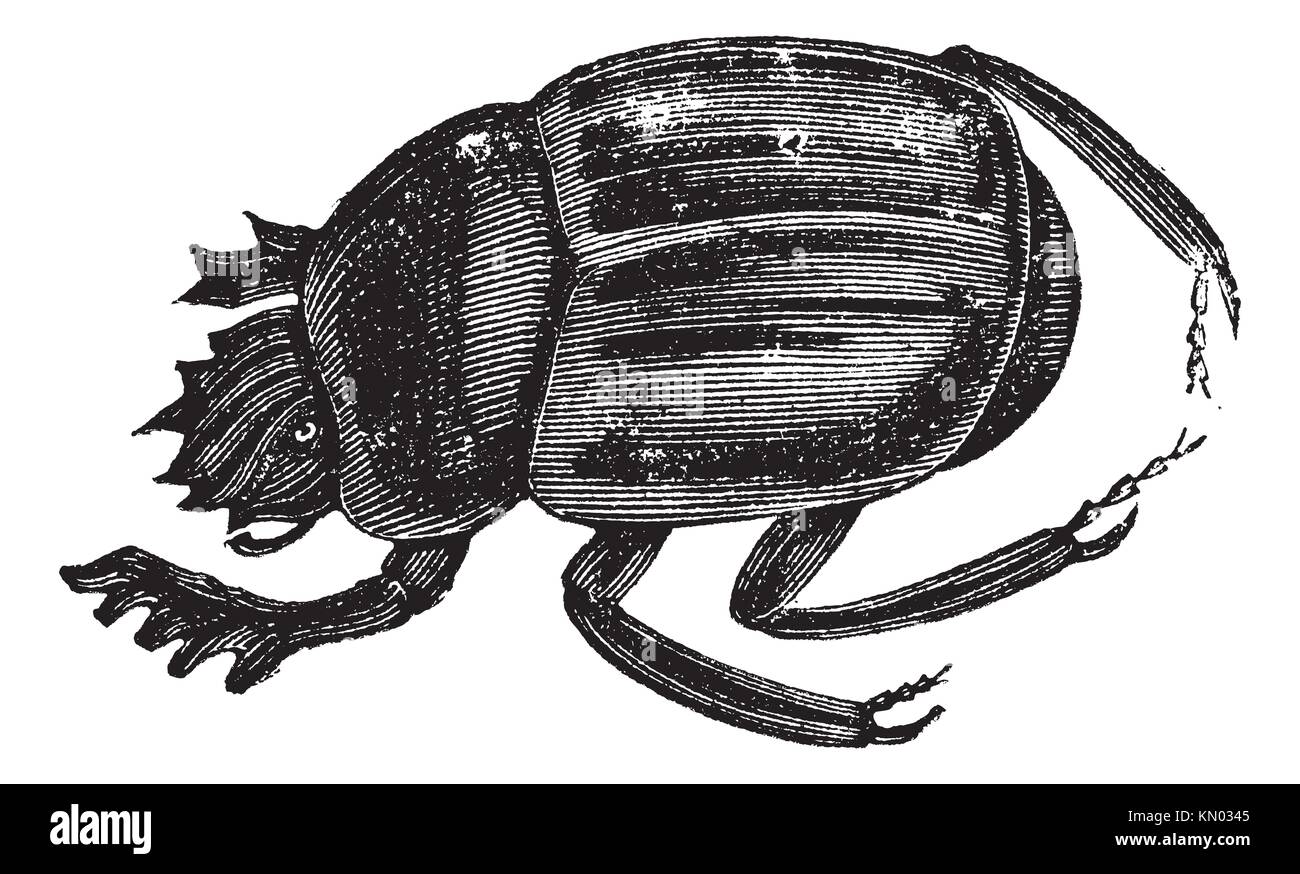 Vintage scarab beetle drawing hi-res stock photography and images - Alamy