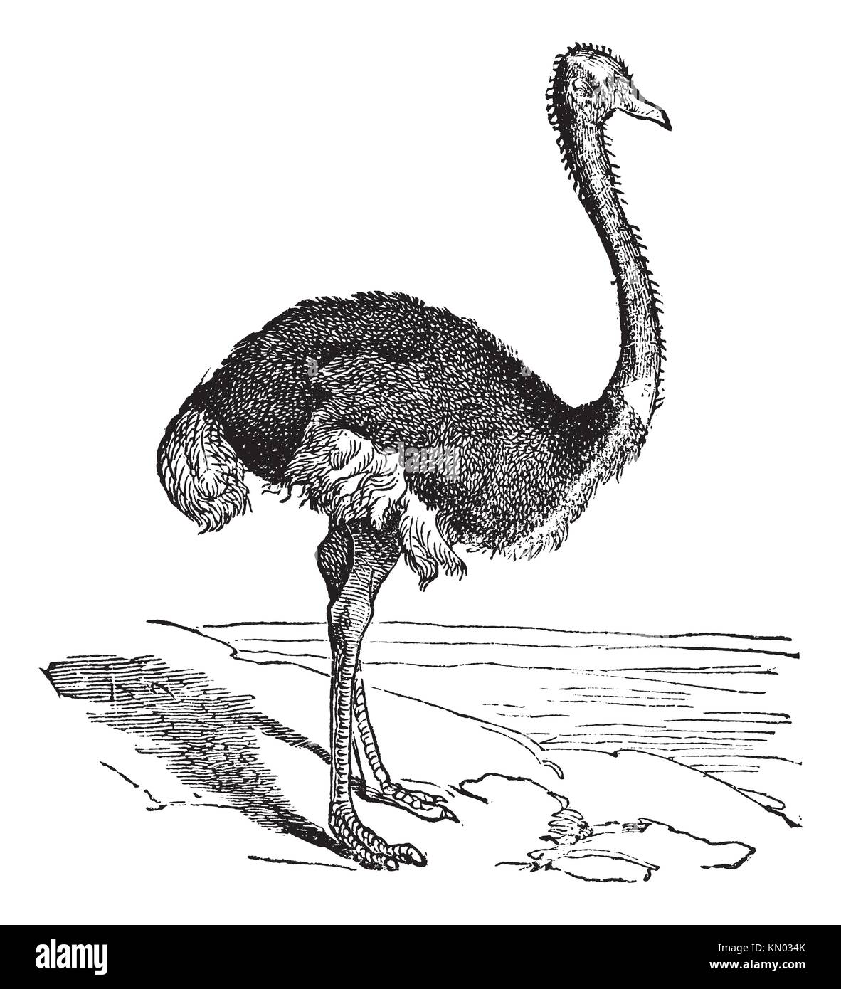 Ostrich drawing hi-res stock photography and images - Alamy