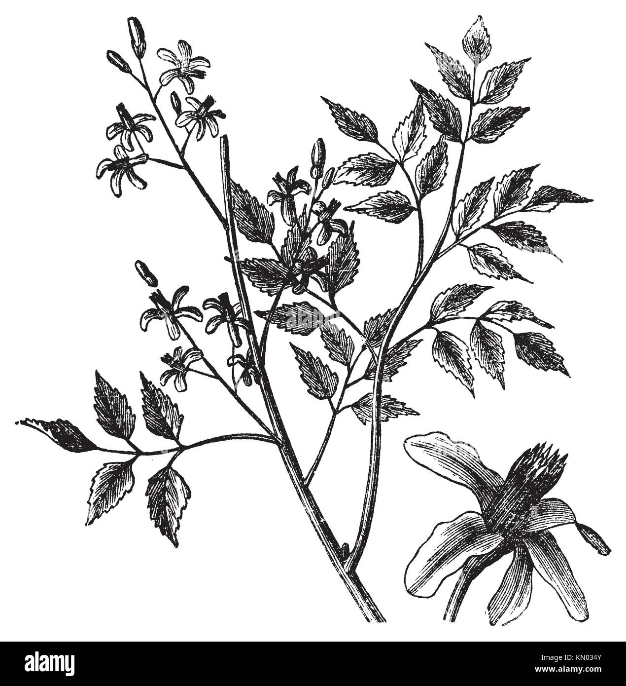 Melia flowers hi-res stock photography and images - Alamy