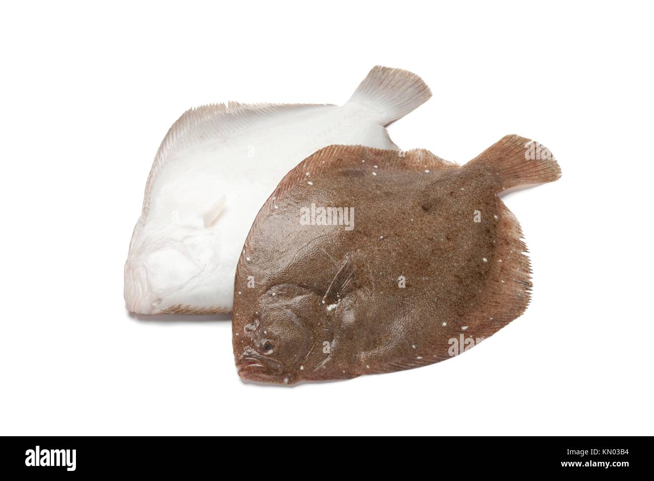 Back and front of a Brill fish on white background Stock Photo - Alamy