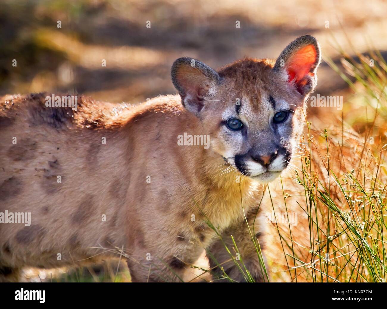 Very young cougar kitten hi-res stock photography and images - Alamy
