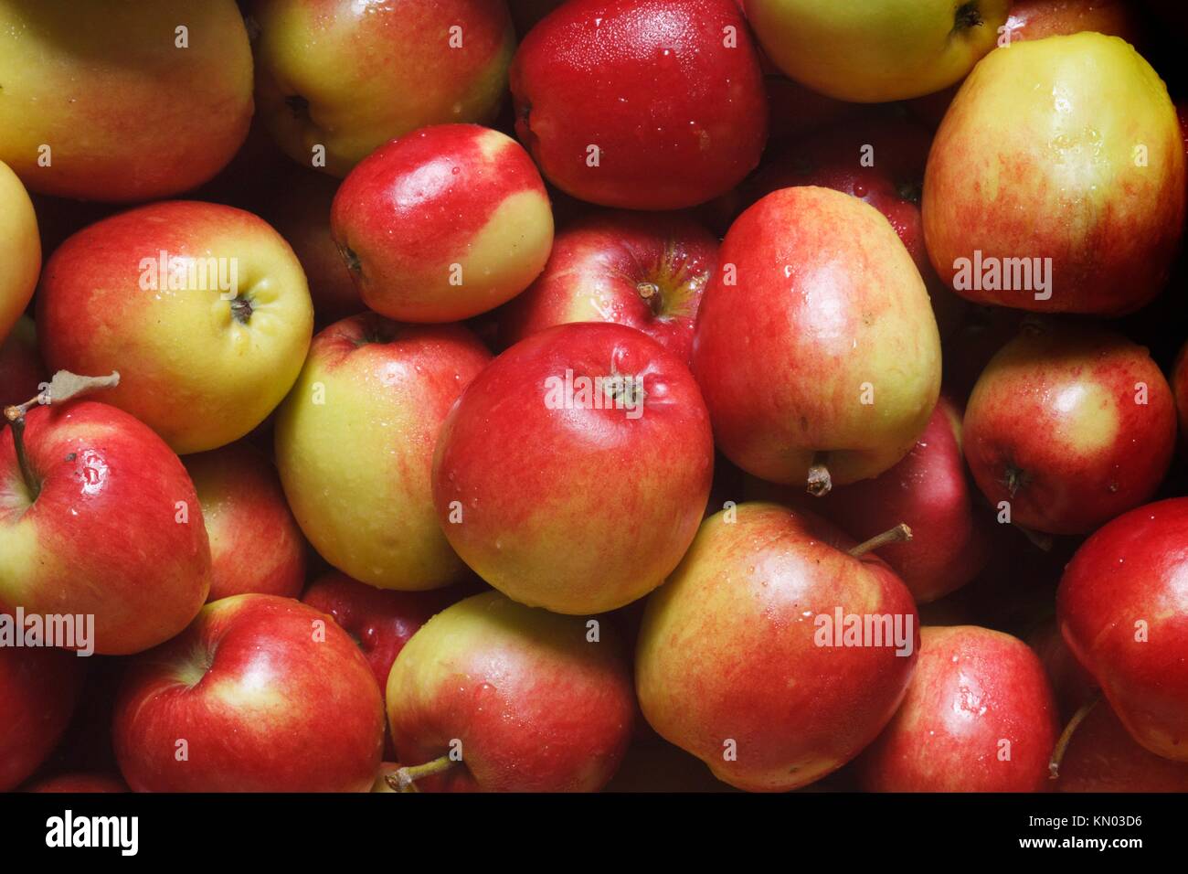 Apple katy hi-res stock photography and images - Alamy