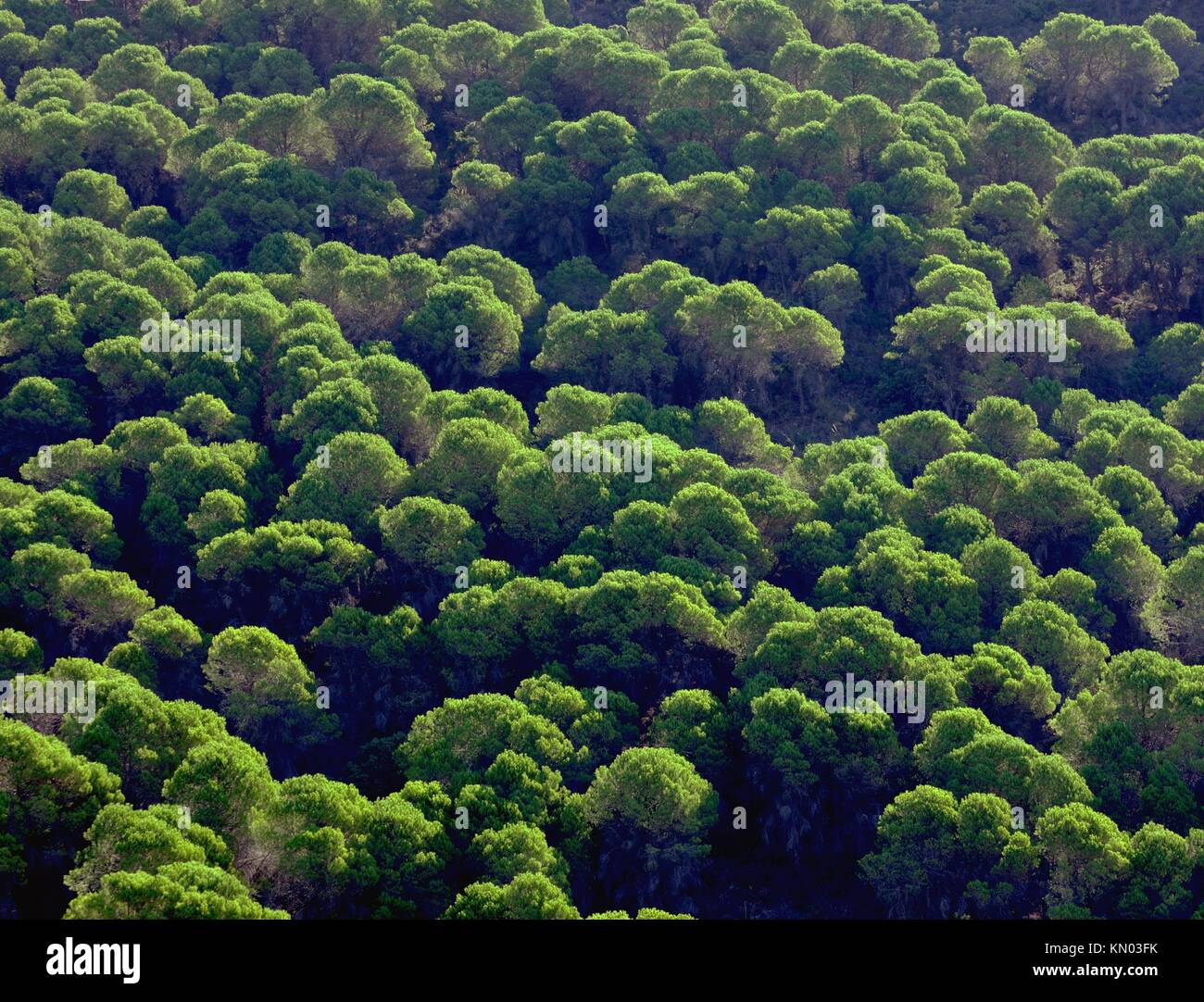 Shot from forest hi-res stock photography and images - Alamy