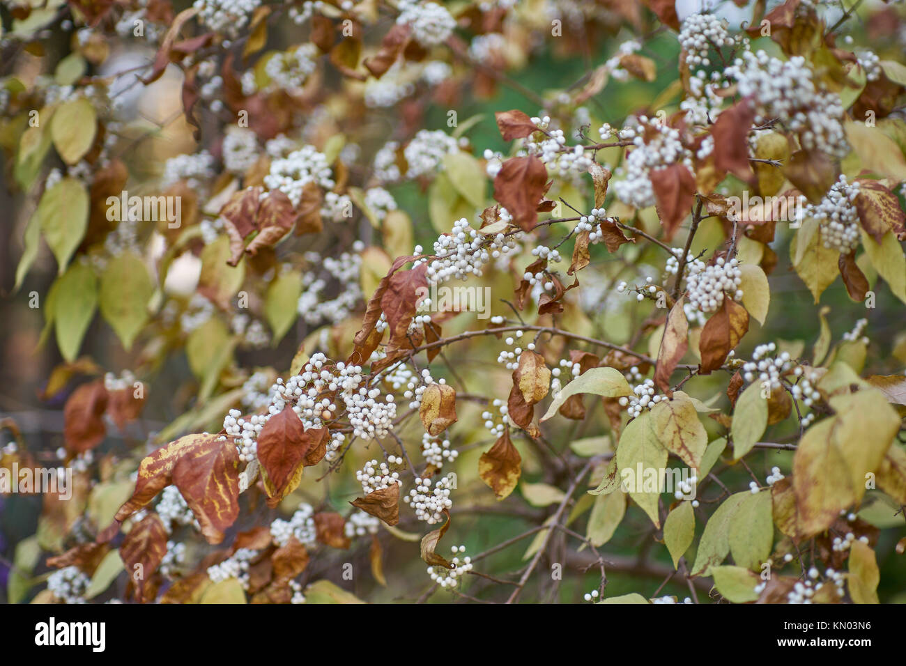 Callicarpa japonica white berries Colofrul autumn Multicolofr fall ...