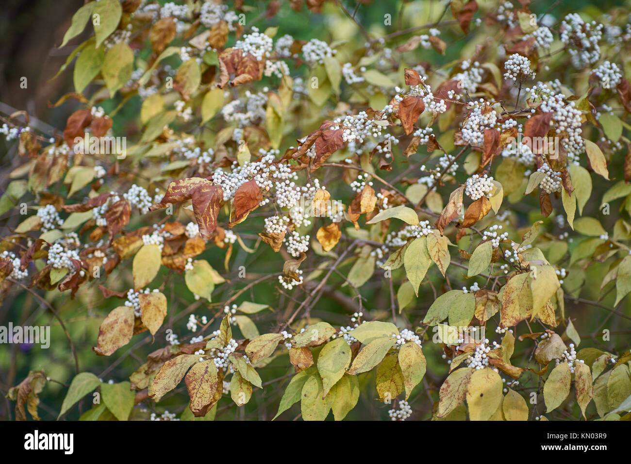 Callicarpa japonica white berries Colofrul autumn Multicolofr fall ...