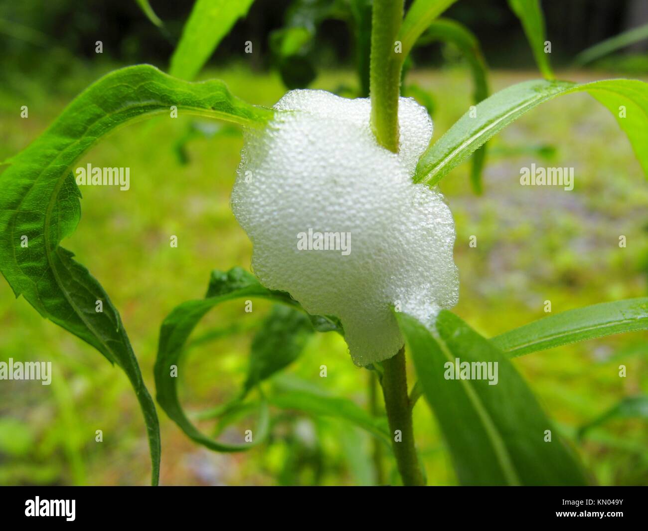 Spittlebug nest hi-res stock photography and images - Alamy